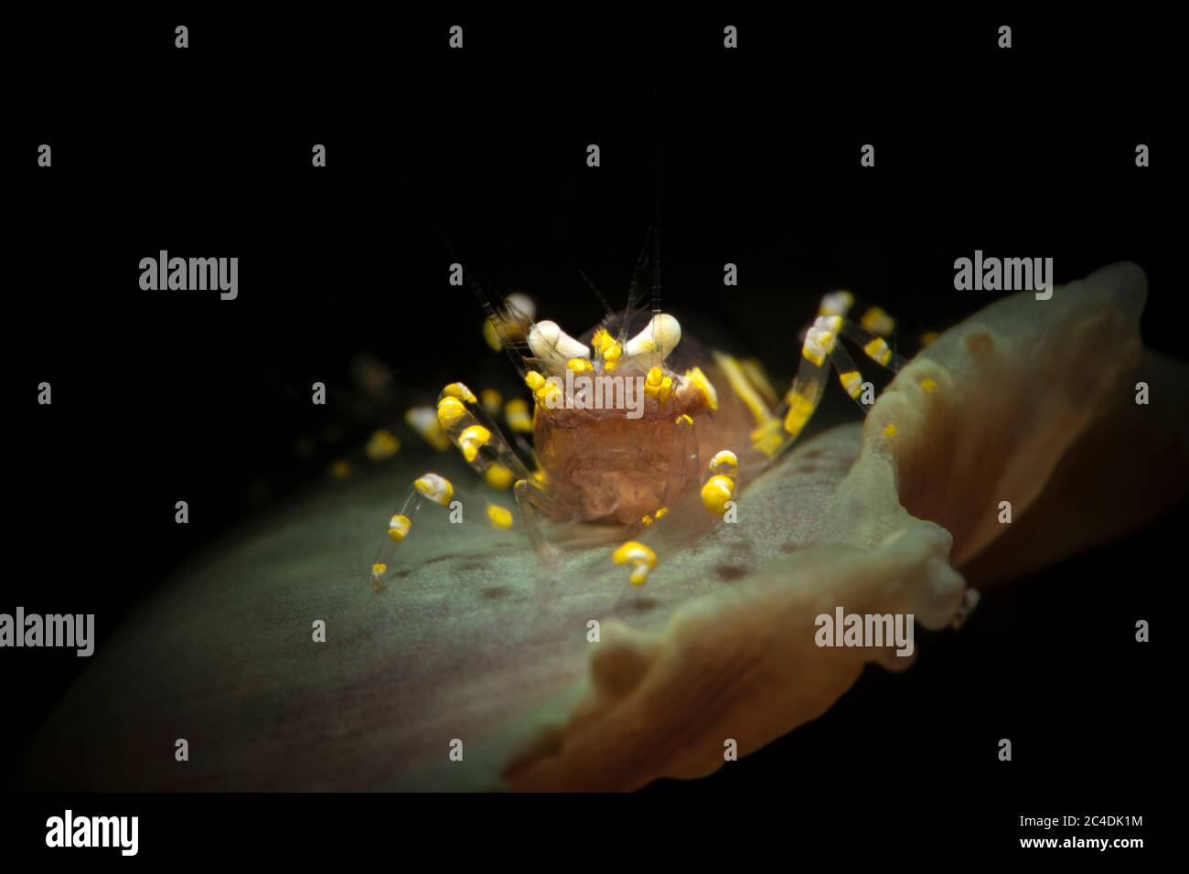 Hidden Corallimorph Shrimp (Pliopontonia furtiva). Underwater macro ...