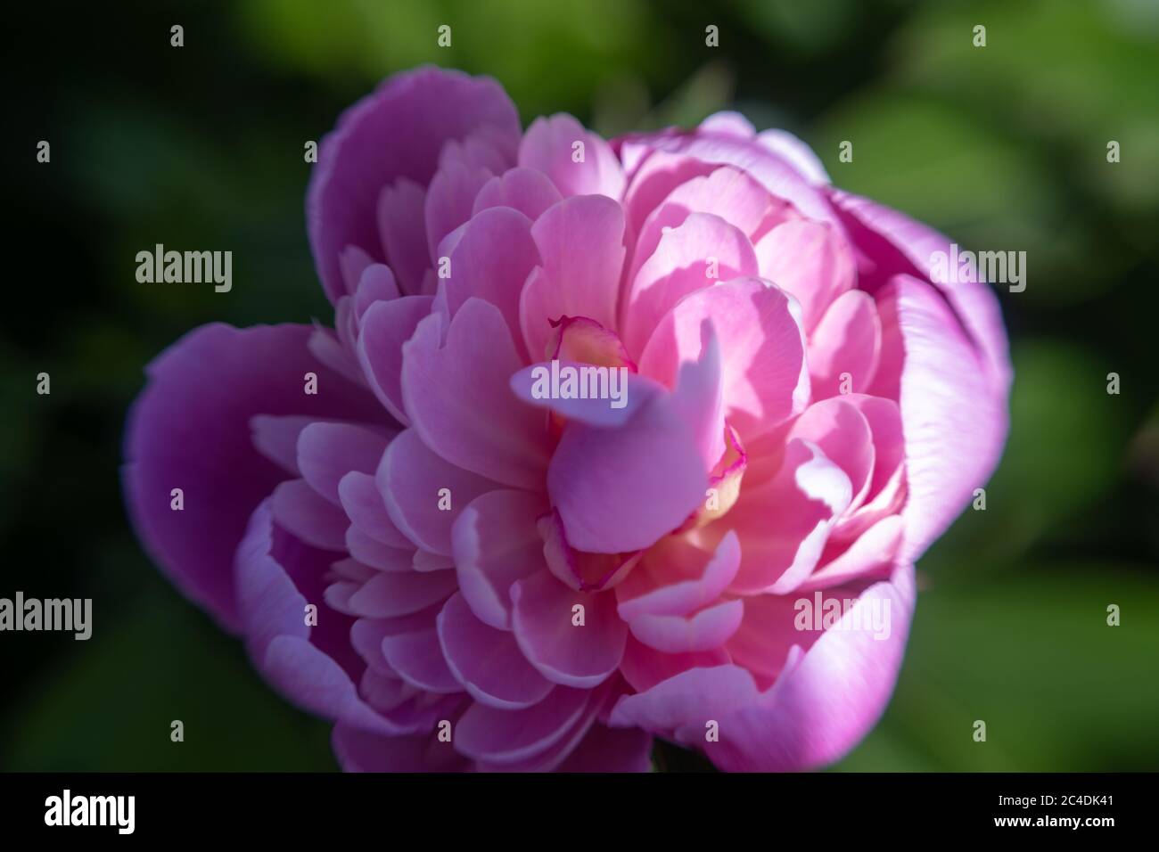 Beautiful Spring pink peony flower blossom close up. opened flower ...