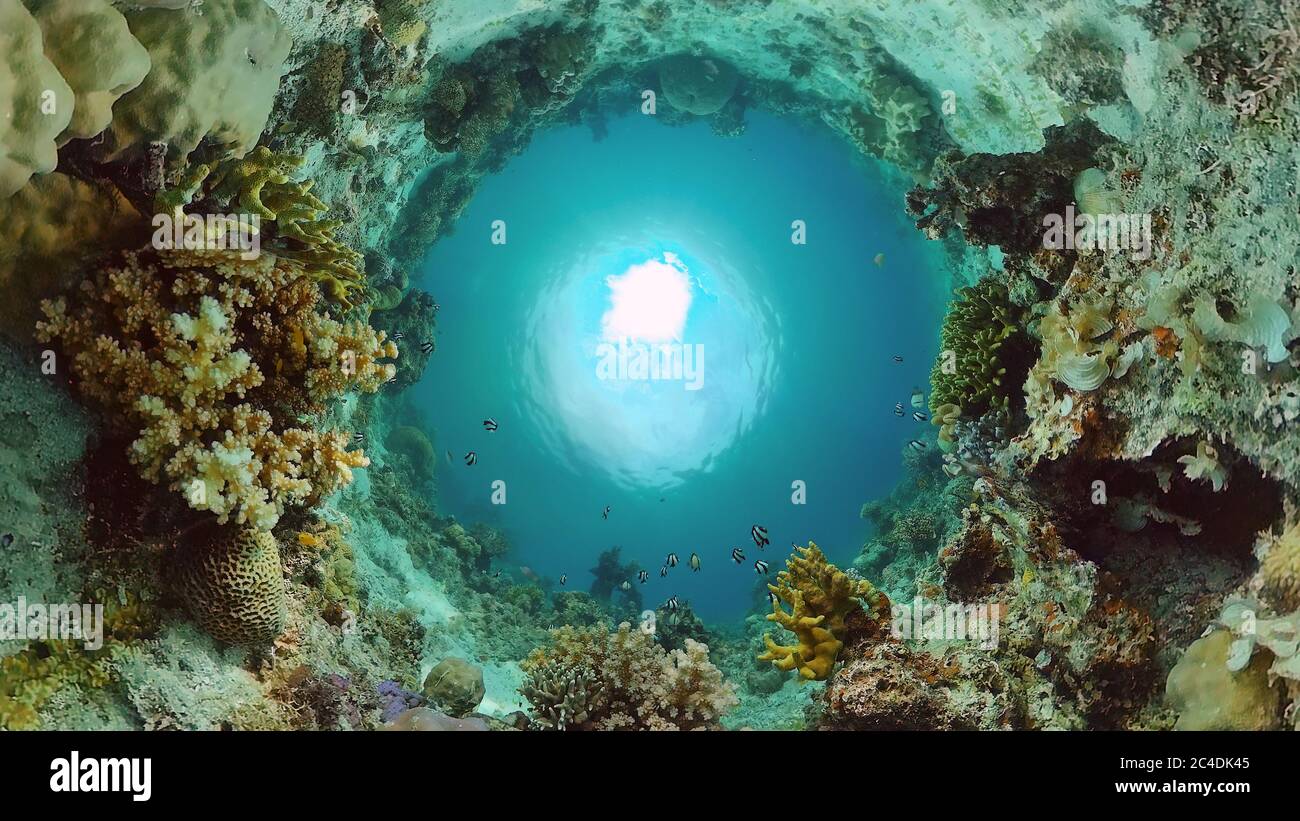 Sealife, Diving near a coral reef. Beautiful colorful tropical fish on ...