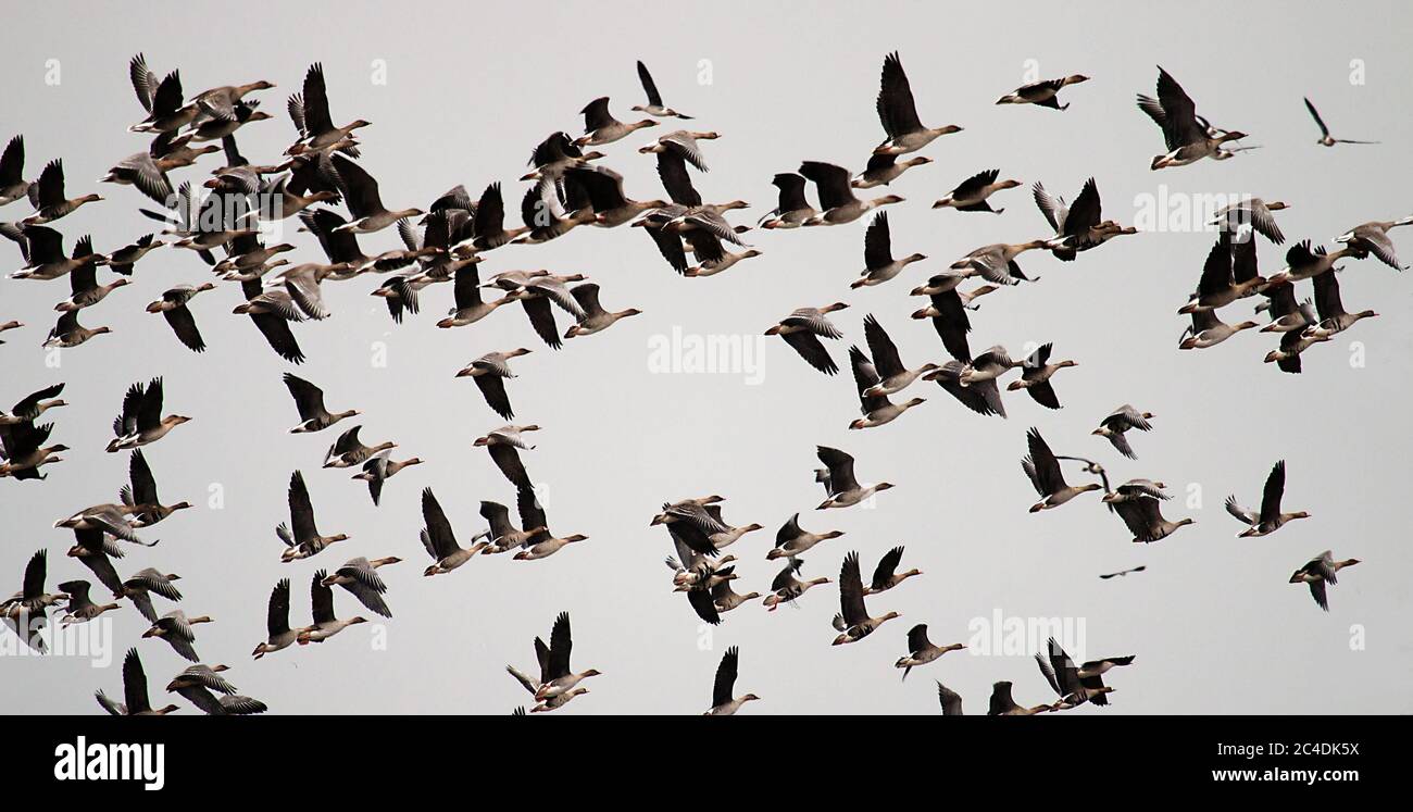 Huge flocks of migratory geese. White-fronted goose and Bean goose ...