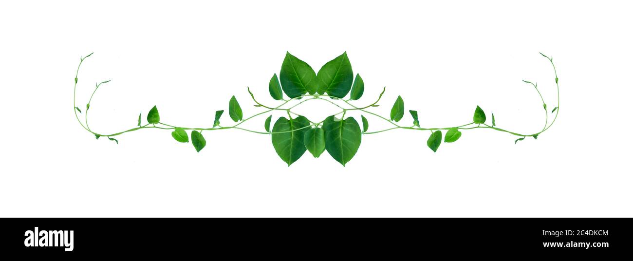 Creative layout made of flowers and leaves isolated on white background ...