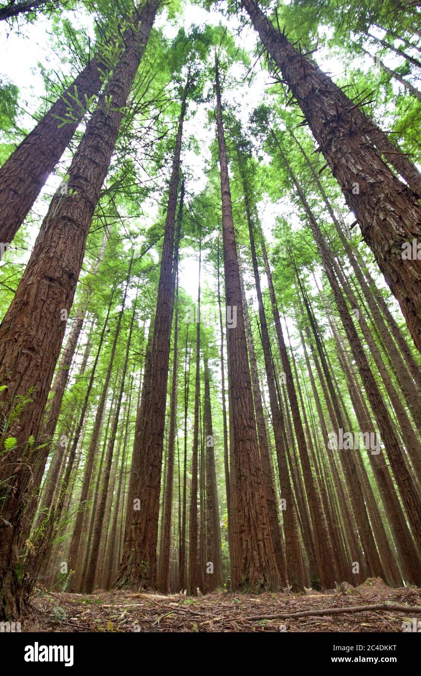 Redwood trees in New Zealand Stock Photo - Alamy