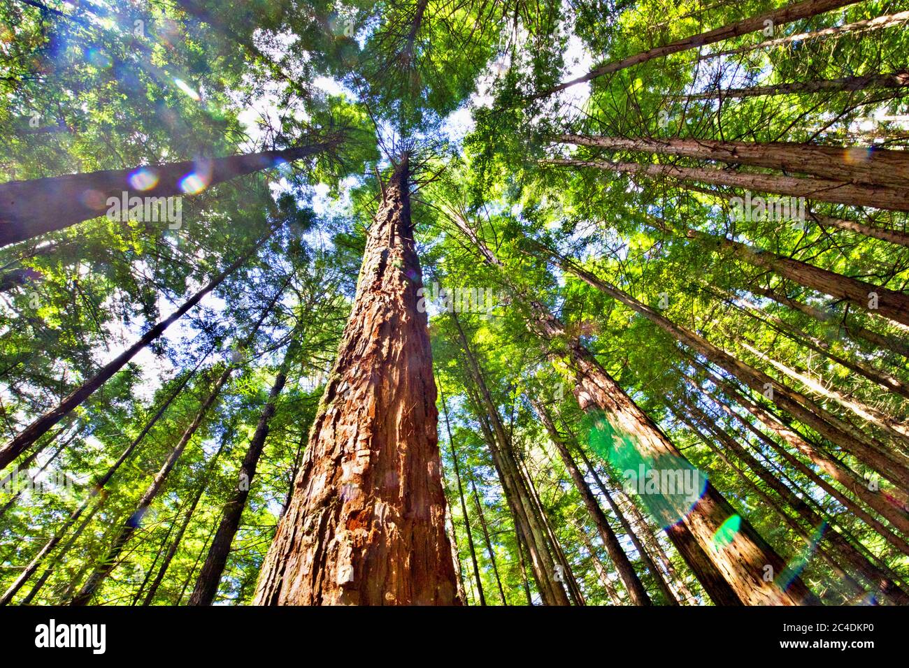 Redwood trees in New Zealand Stock Photo - Alamy