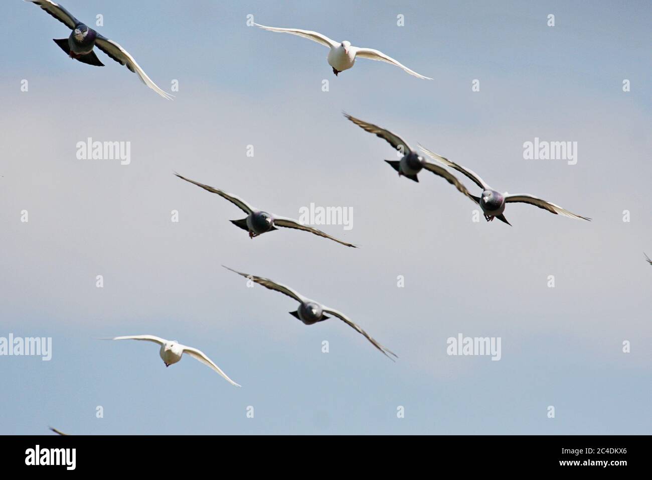 flock of pigeons Stock Photo - Alamy