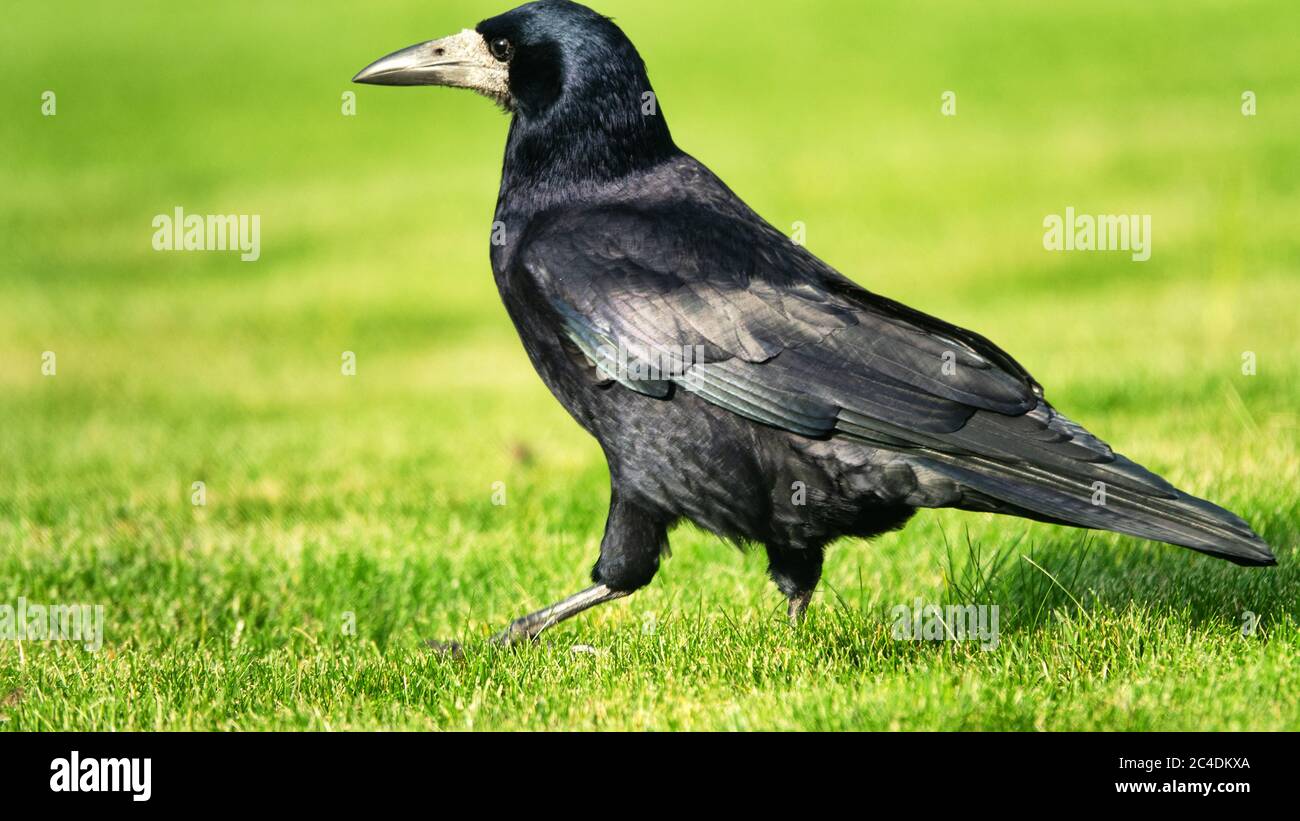Eurasian rook ( Corvus frugilegus ) on green grass of lawn. Big black ...