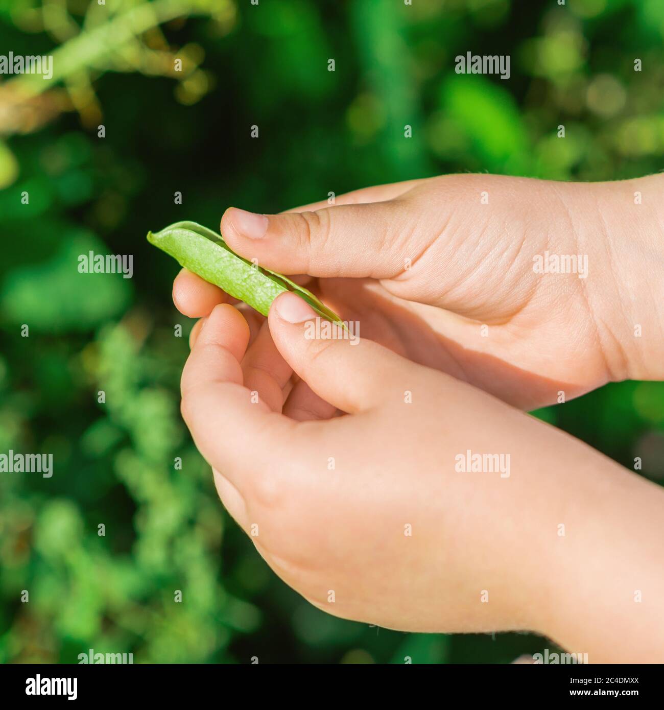 Open pod of pea in hands of a child in the garden in summer Stock Photo ...