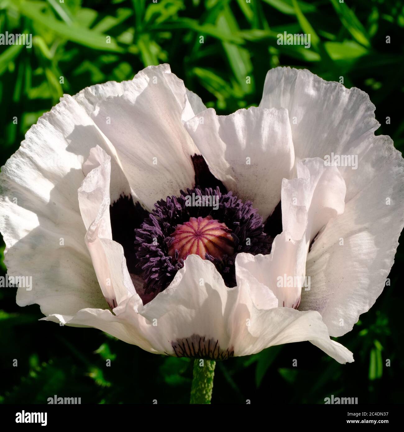 White Poppy, Papaver Royal Wedding, Vibrant, Attractive Pollinator ...