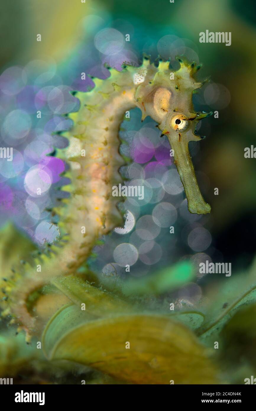 Seahorse (Hippocampus histrix). Underwater macro photography from ...