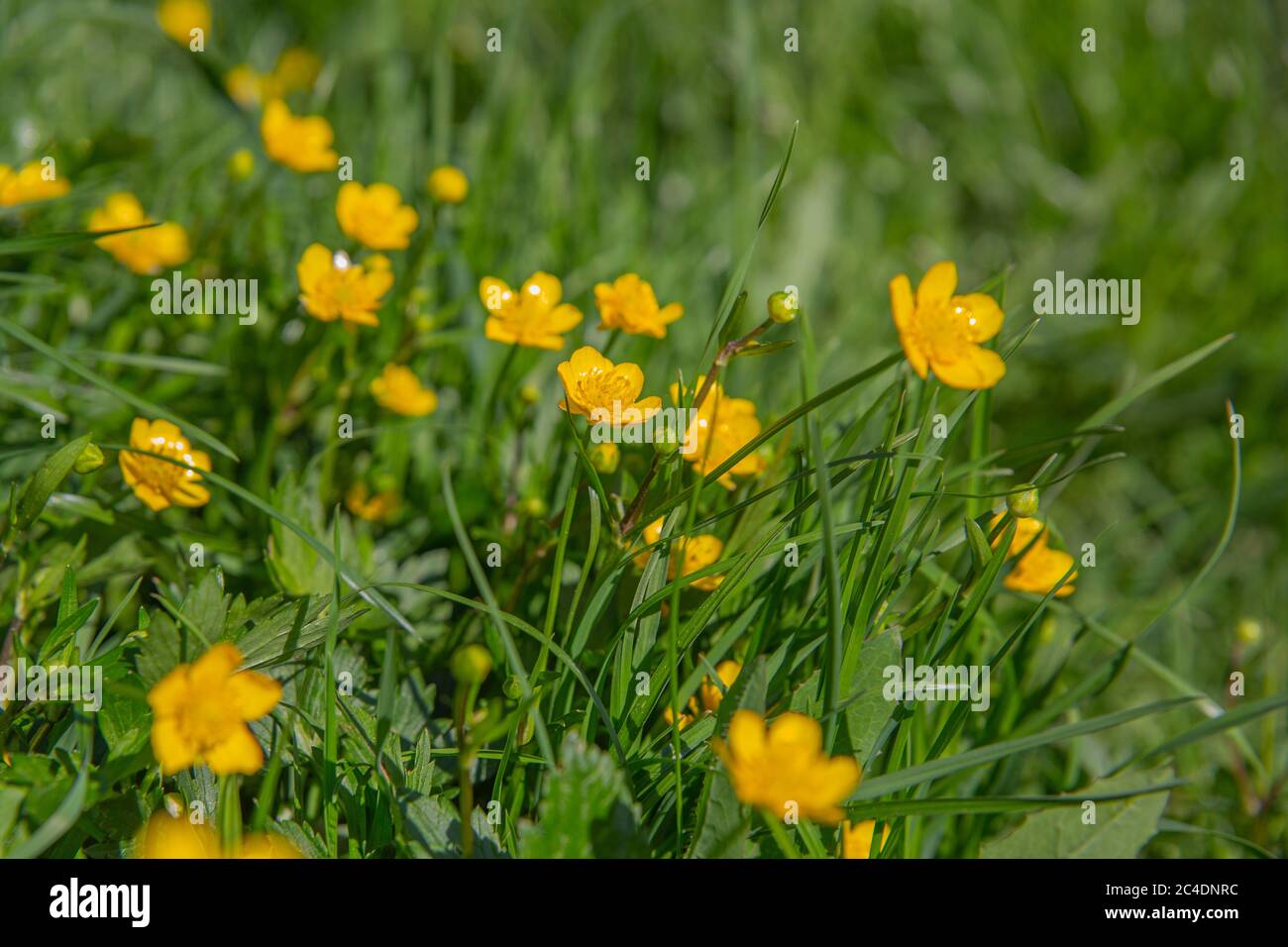 Golden buttercup flowers in grass in springtime Stock Photo - Alamy