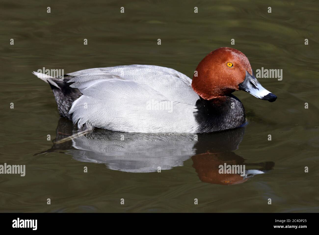 Common Pochard (Aythya ferina) - male Stock Photo - Alamy