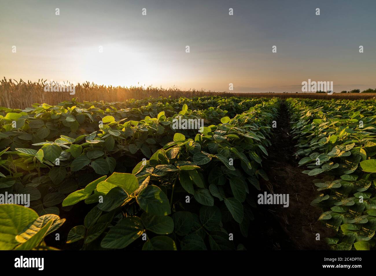 Open soybean field at sunset.Soybean field Stock Photo - Alamy