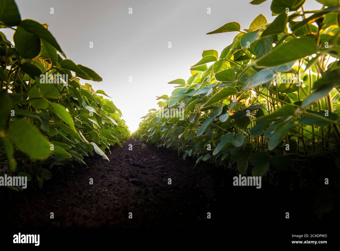Open soybean field at sunset.Soybean field Stock Photo - Alamy