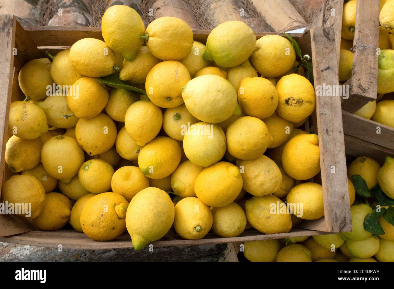 Lemon trees and lemon farm in Sicily Italy Stock Photo - Alamy