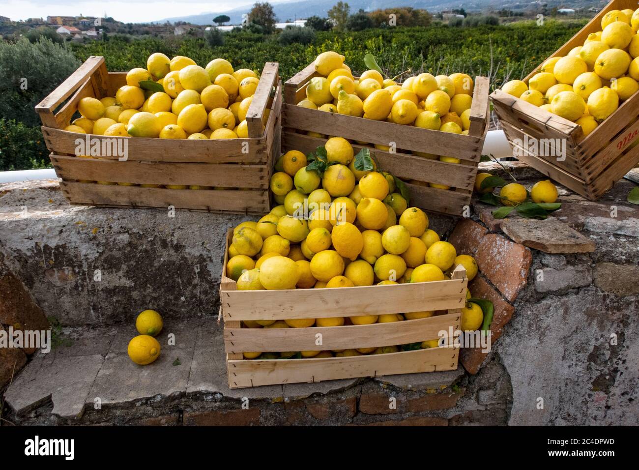 Lemon farm sicily hi-res stock photography and images - Alamy