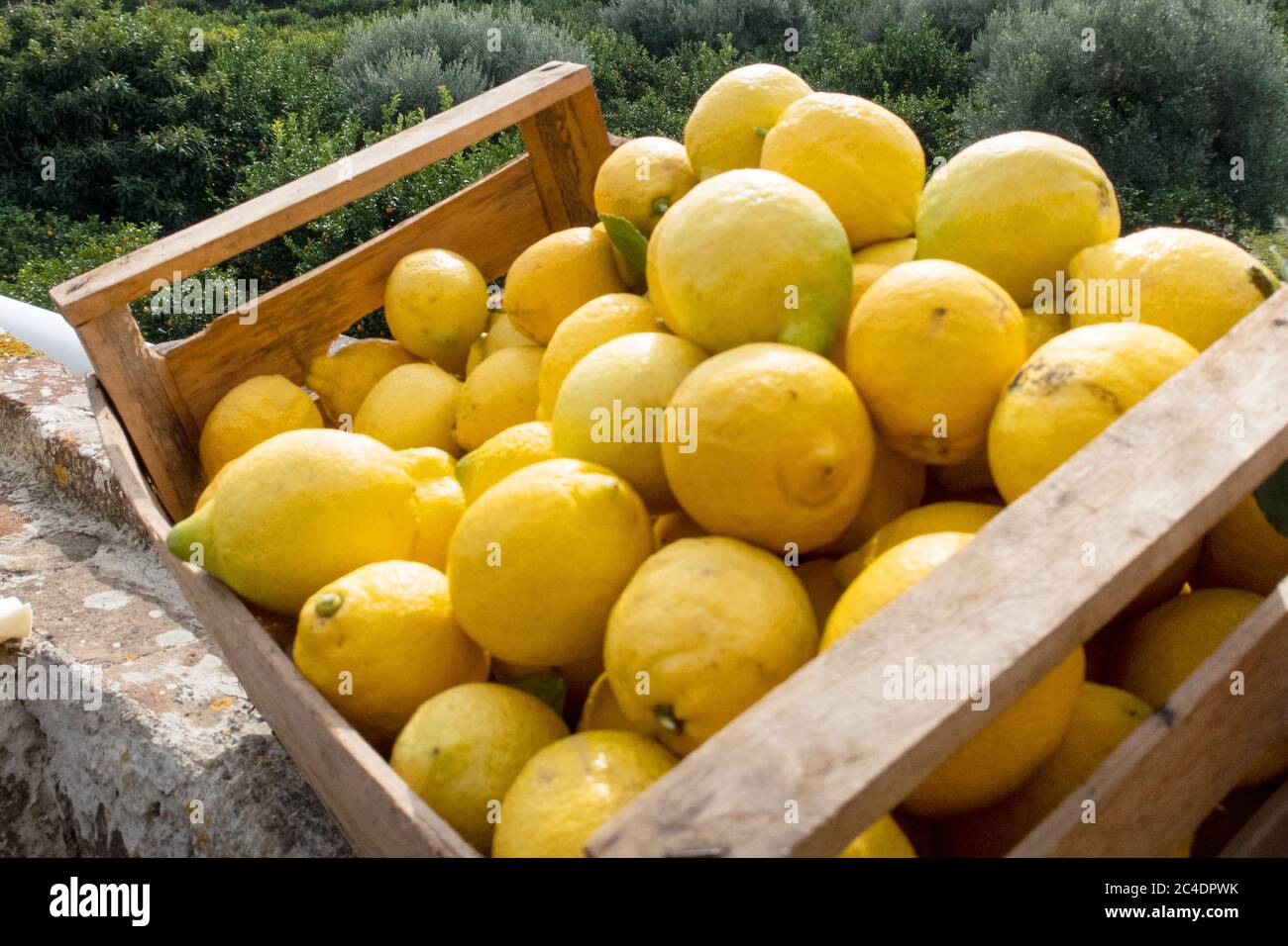 Lemon trees and lemon farm in Sicily Italy Stock Photo - Alamy