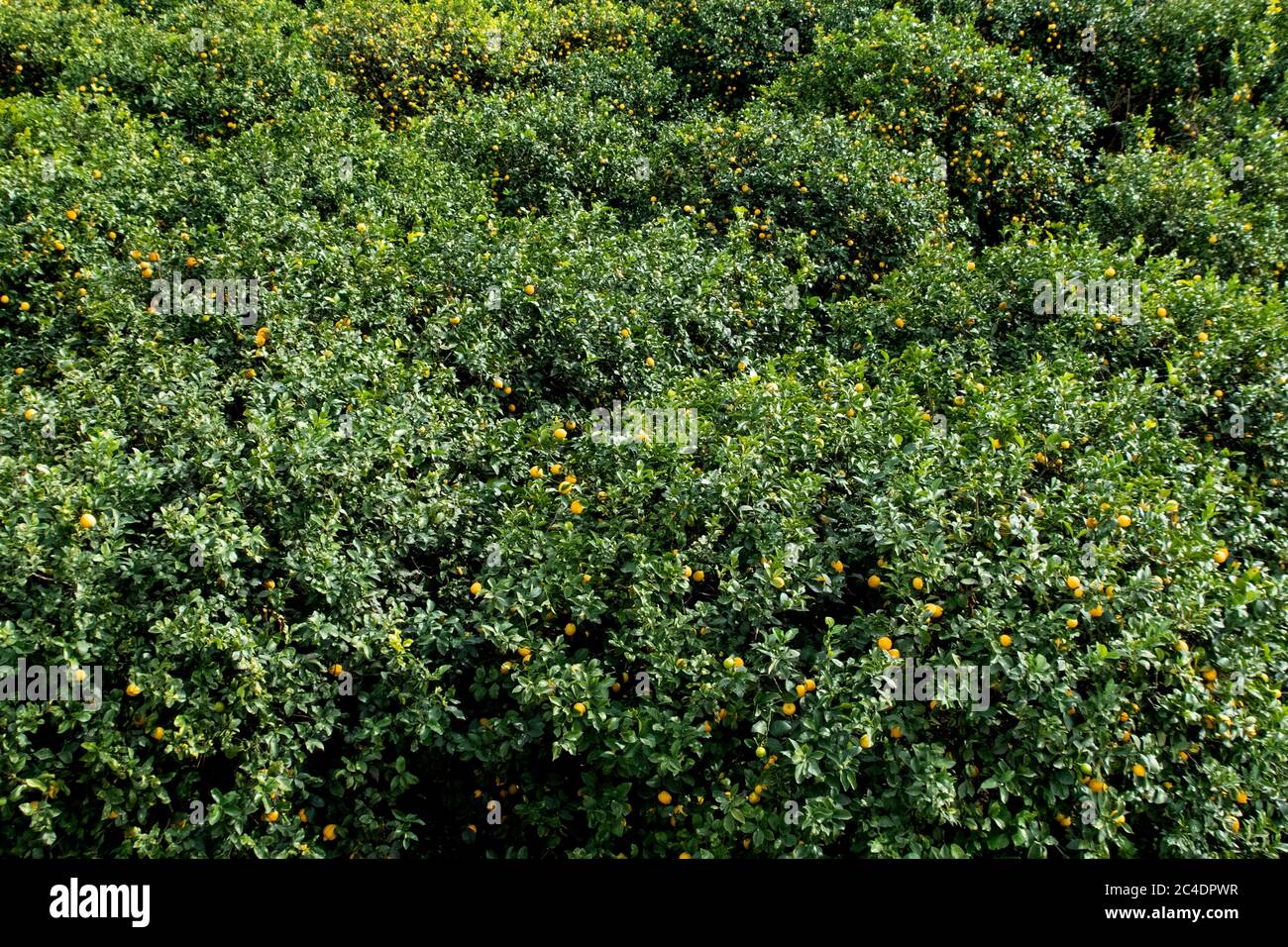 Lemon farm sicily hi-res stock photography and images - Alamy