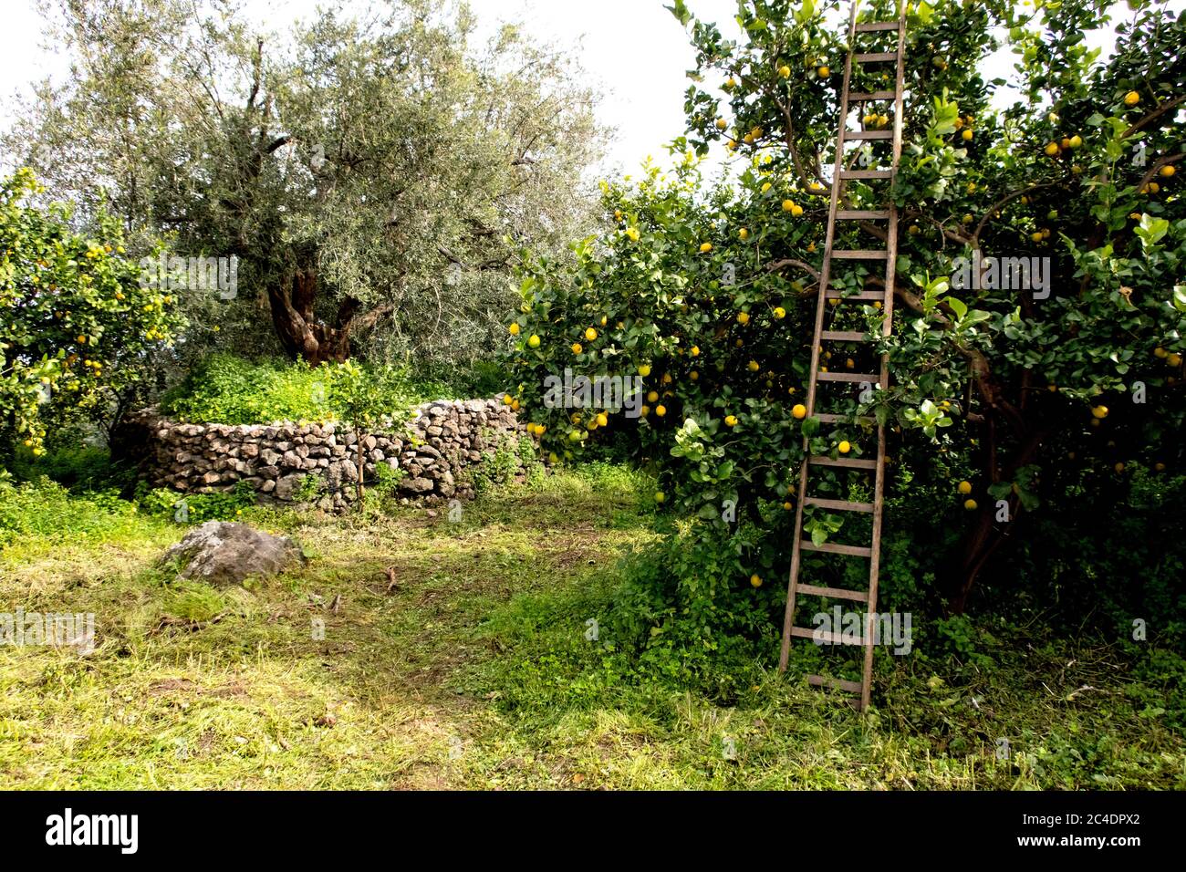 Lemon trees and lemon farm in Sicily Italy Stock Photo - Alamy
