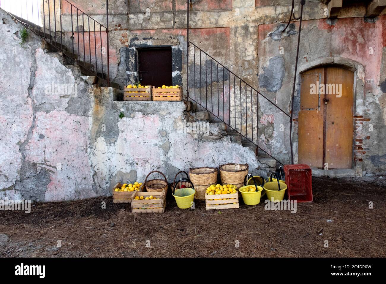 Lemon trees and lemon farm in Sicily Italy Stock Photo - Alamy