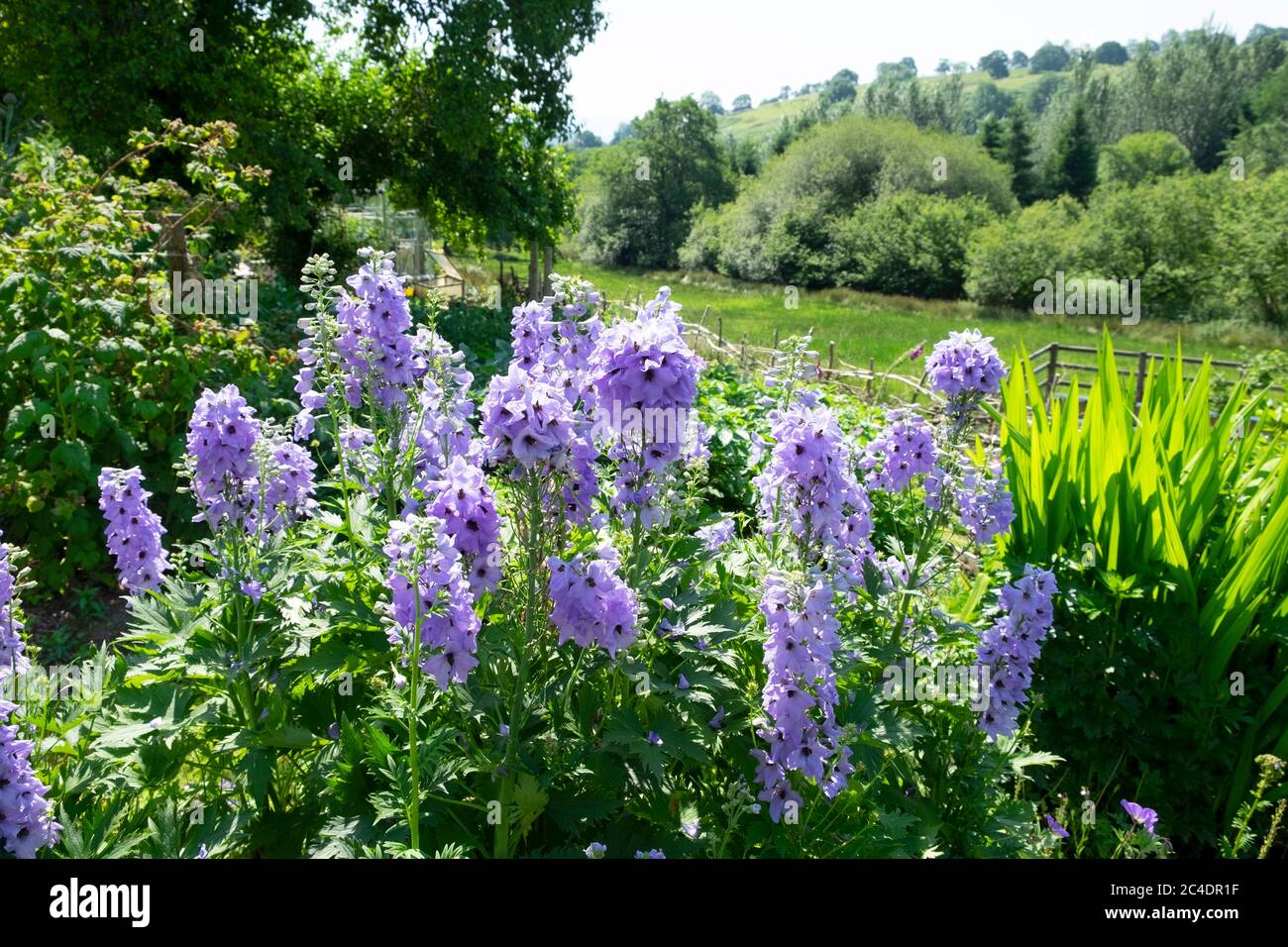 Summer border delphiniums hi-res stock photography and images - Alamy