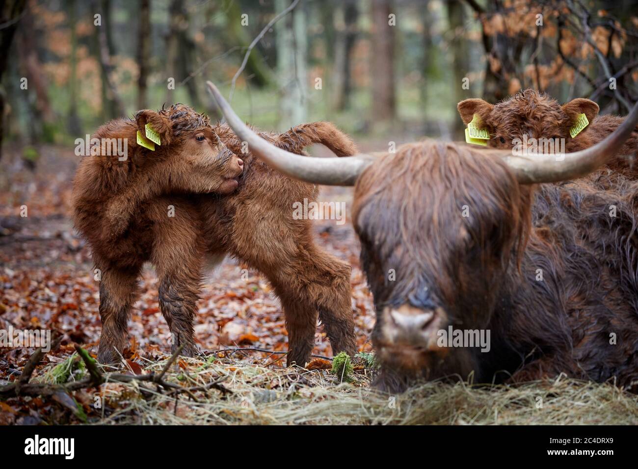 Lyme Park estate Disley, Cheshire Highland Cattle and baby calf Stock ...