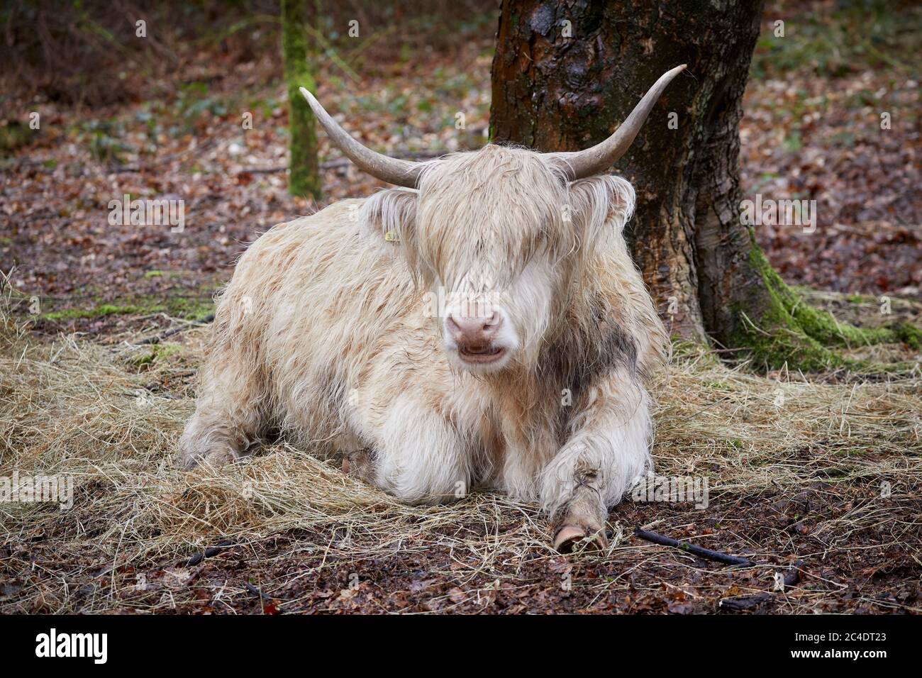 Lyme Park estate Disley, Cheshire Highland Cattle and baby calf Stock ...