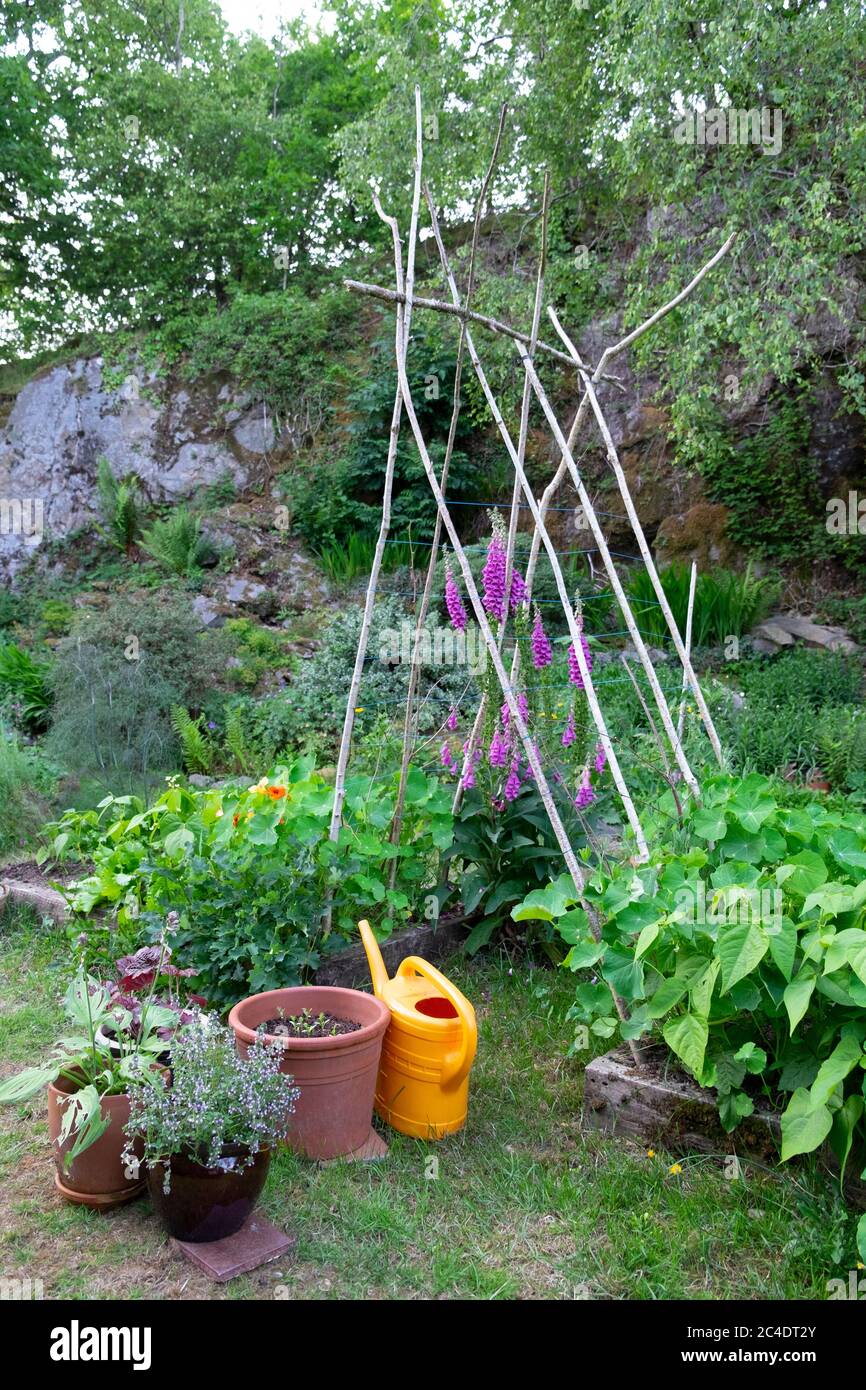 Watering runner beans flowers hi-res stock photography and images - Alamy