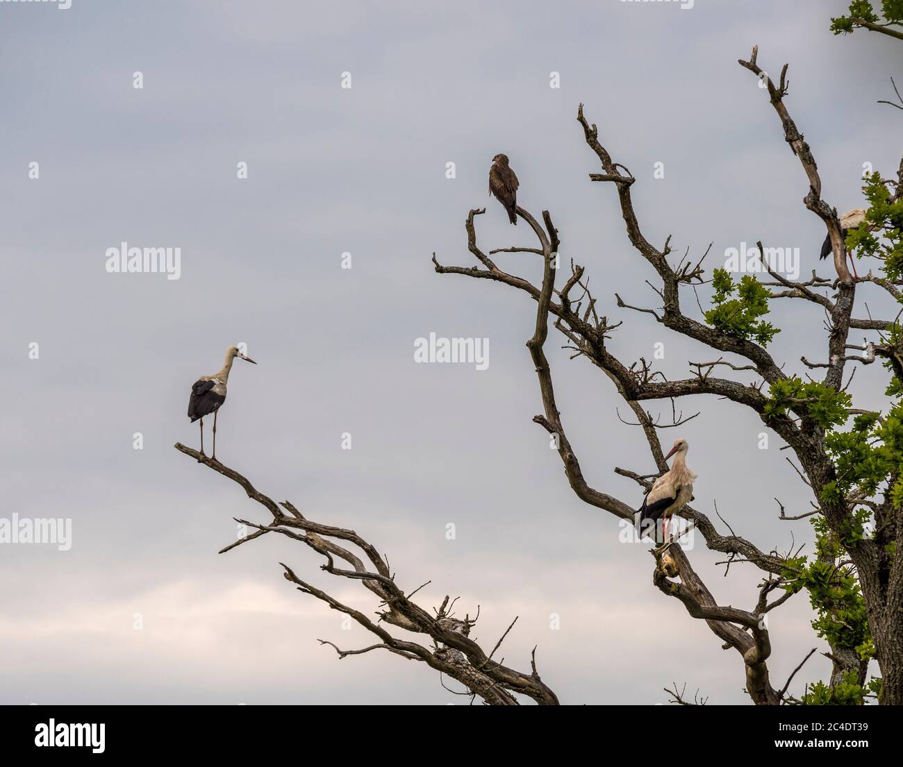 Storks resting on oak tree in Bavaria, Germany Stock Photo - Alamy