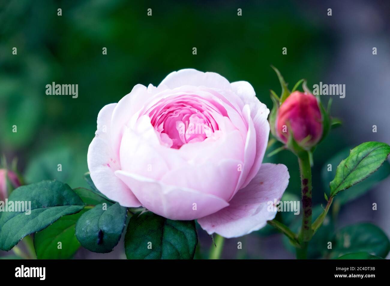 Fragrant Rosa Queen of Sweden soft pink rose close up in bloom growing ...