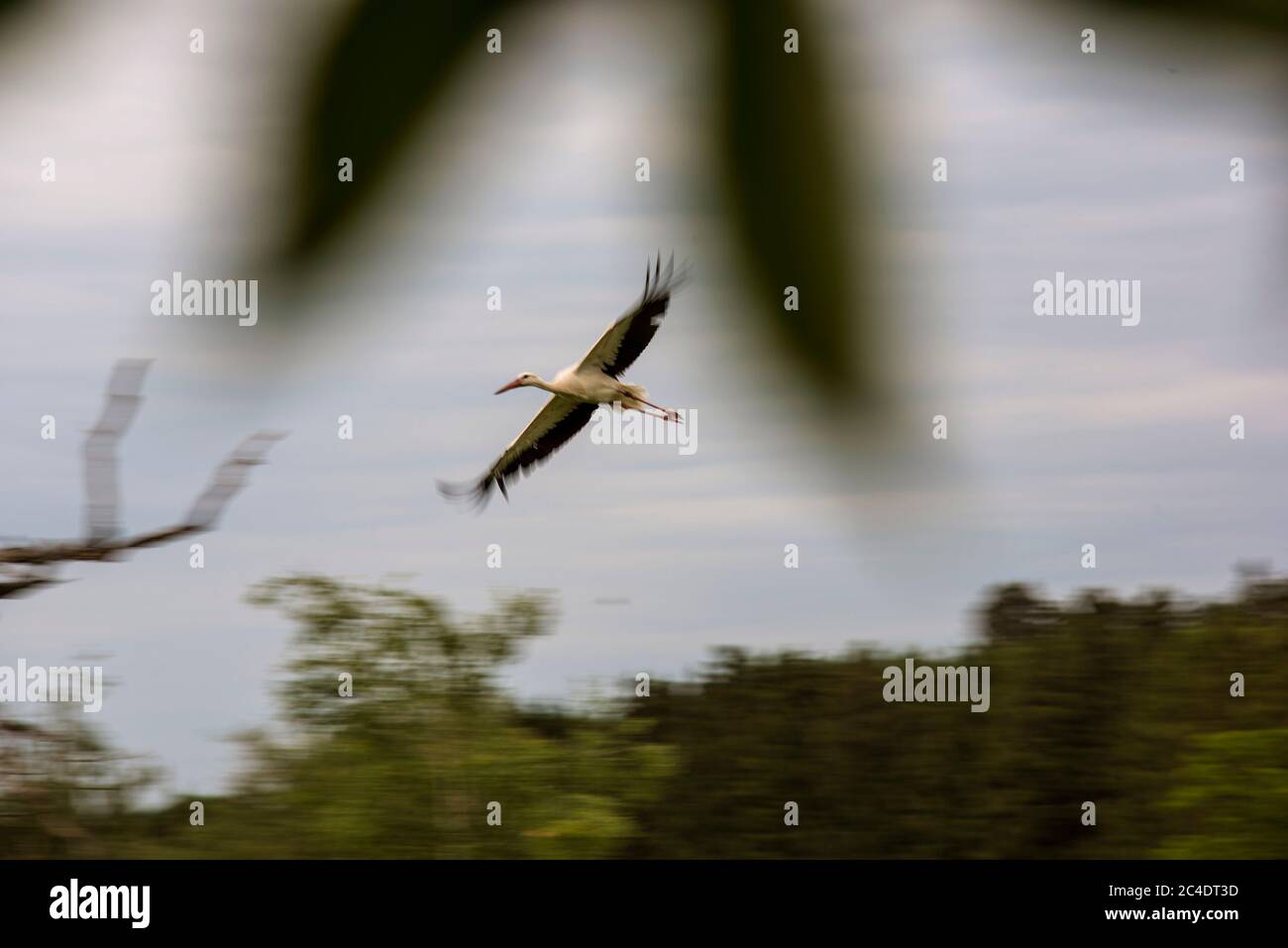 Storks tree hi-res stock photography and images - Alamy
