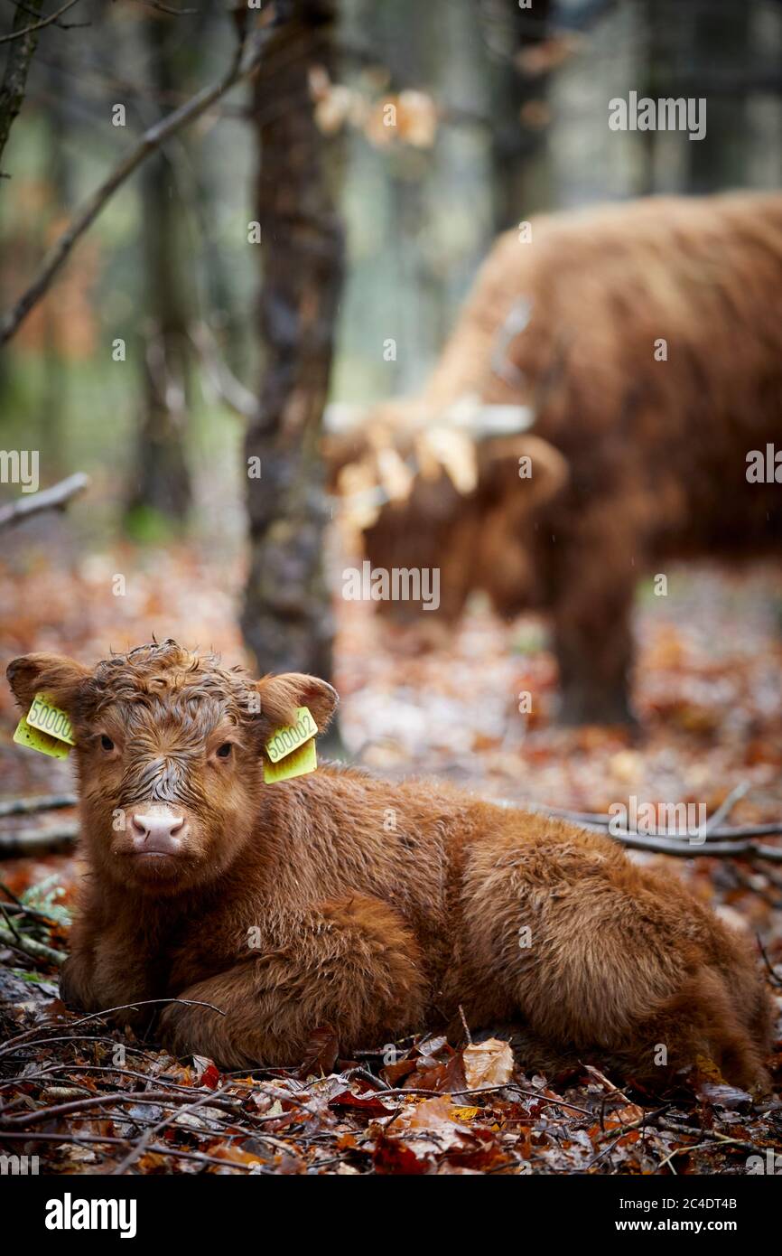 Cute baby highland cow calf hi-res stock photography and images - Alamy
