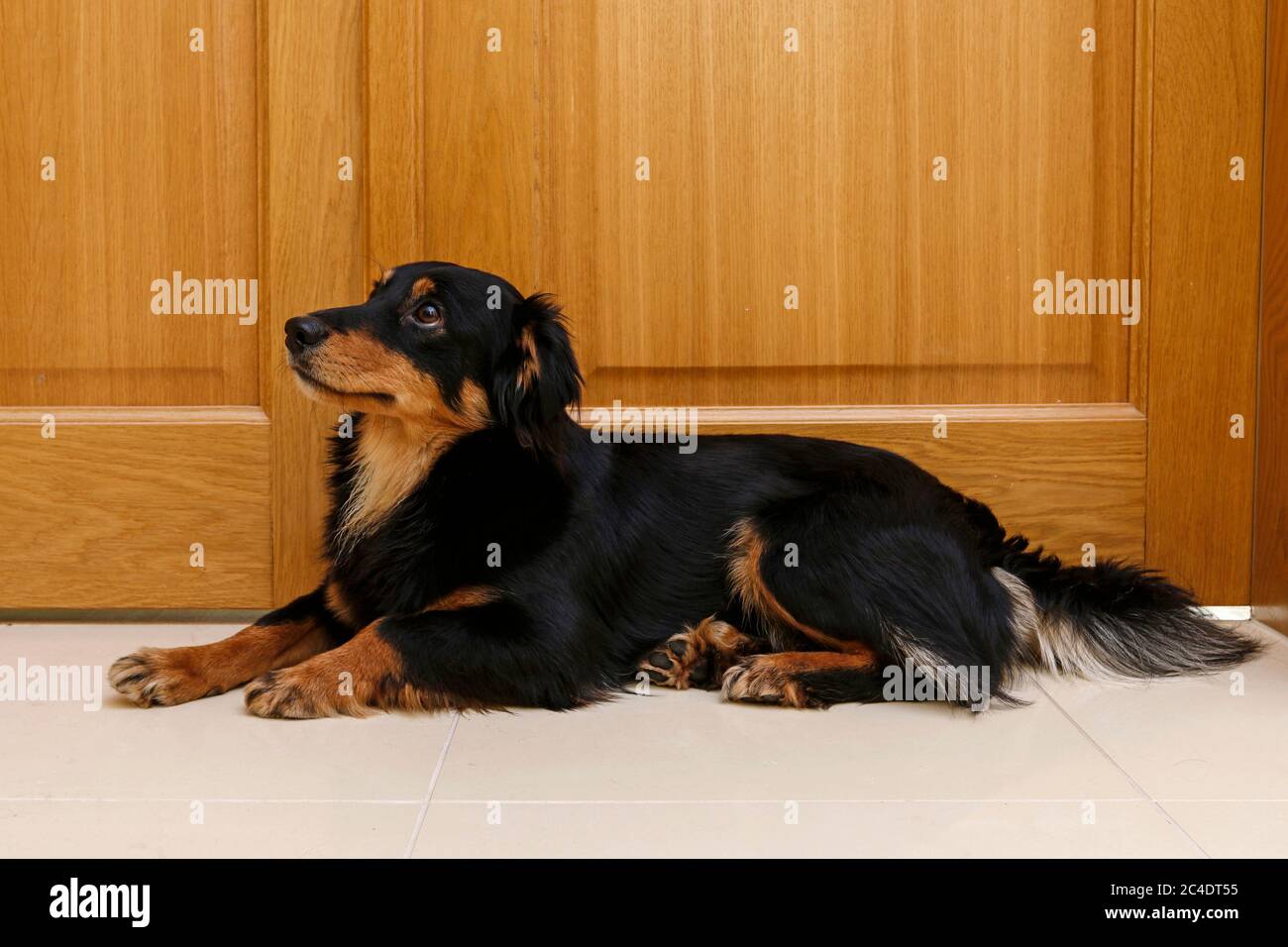 Portrait of young, beautiful black dog. Puppy is waiting at home for ...