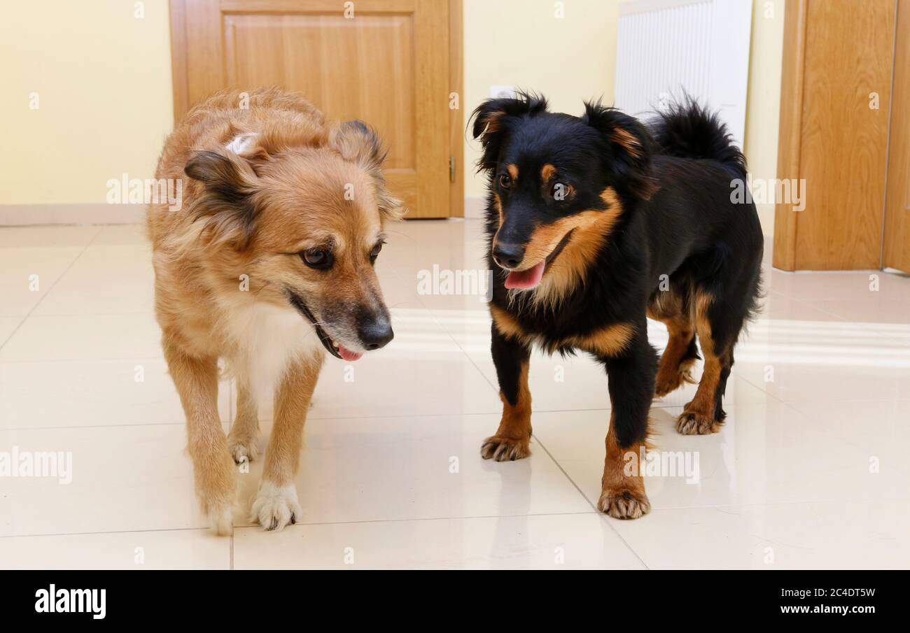 Two dogs together at home. Potrait of dogs Stock Photo - Alamy