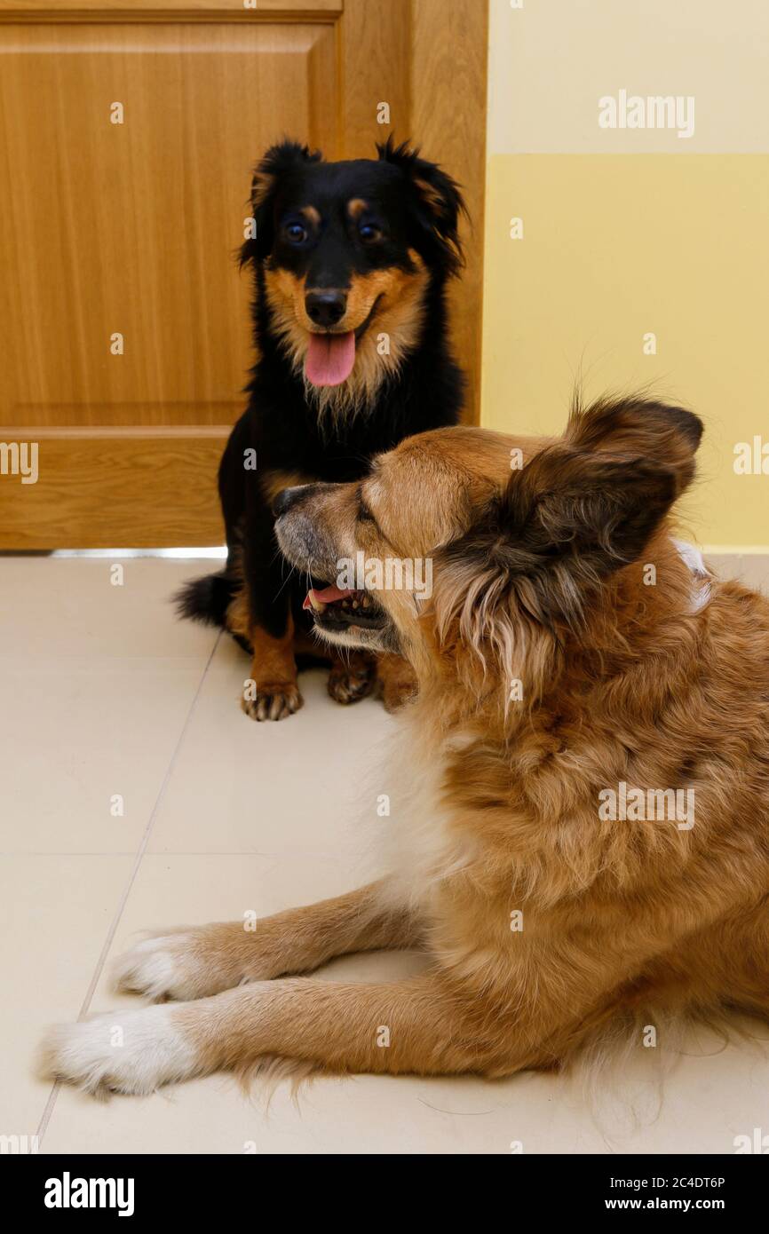 Two dogs together at home. Potrait of dogs Stock Photo - Alamy
