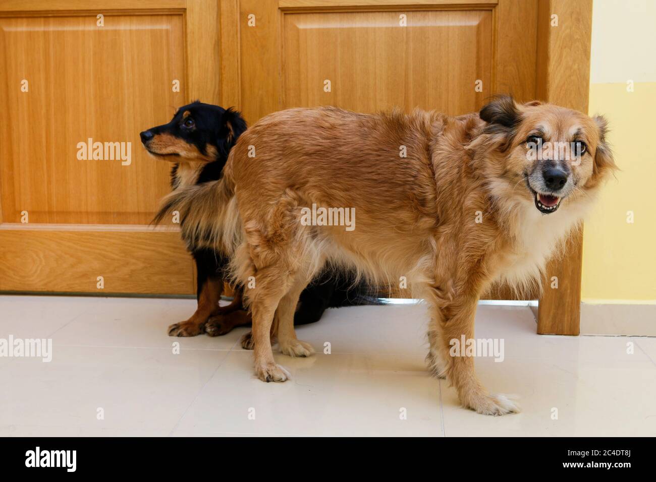 Two dogs together at home. Potrait of dogs Stock Photo - Alamy