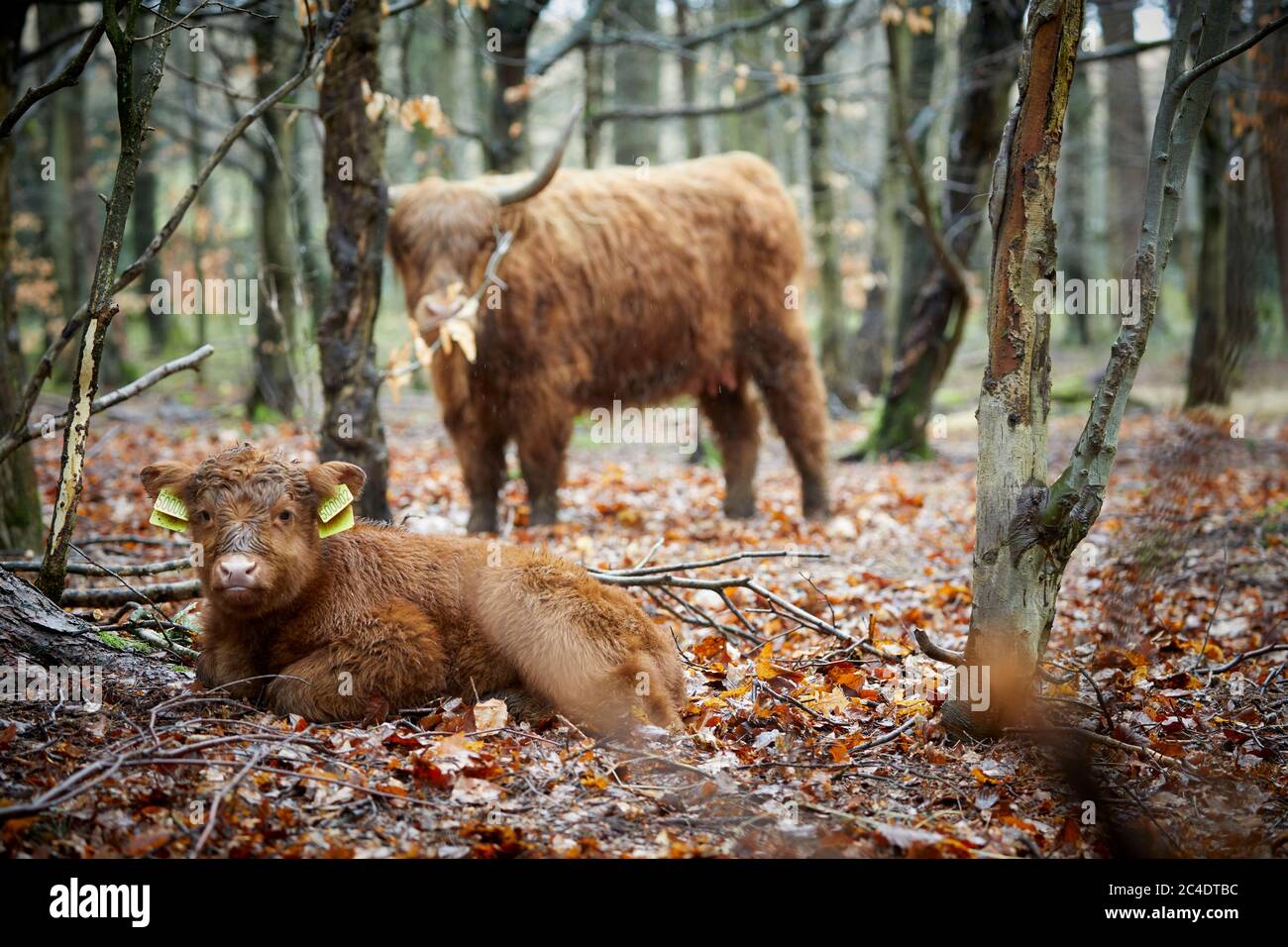 Lyme Park estate Disley, Cheshire Highland Cattle and baby calf Stock ...