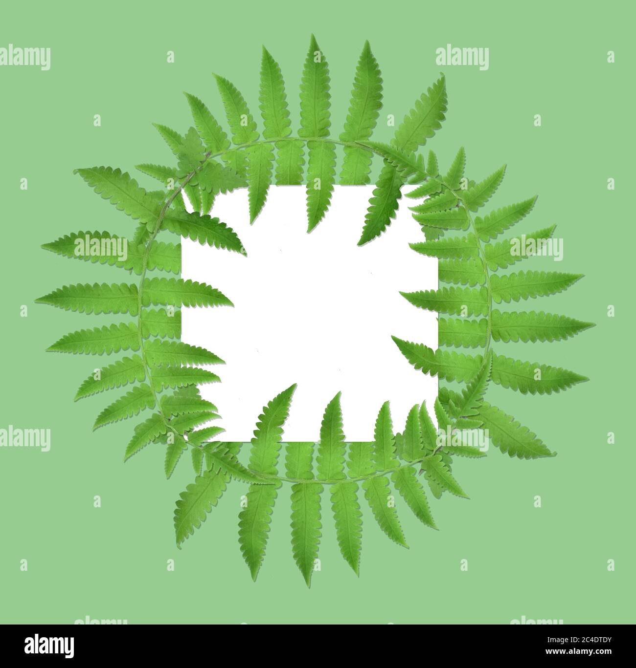 creative layout made of fern leaves, isolated on white background, HD ...