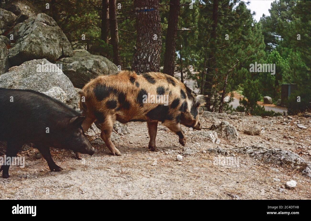 Scanned images of a bygone Corsica. Wild boar roam the forest in ...