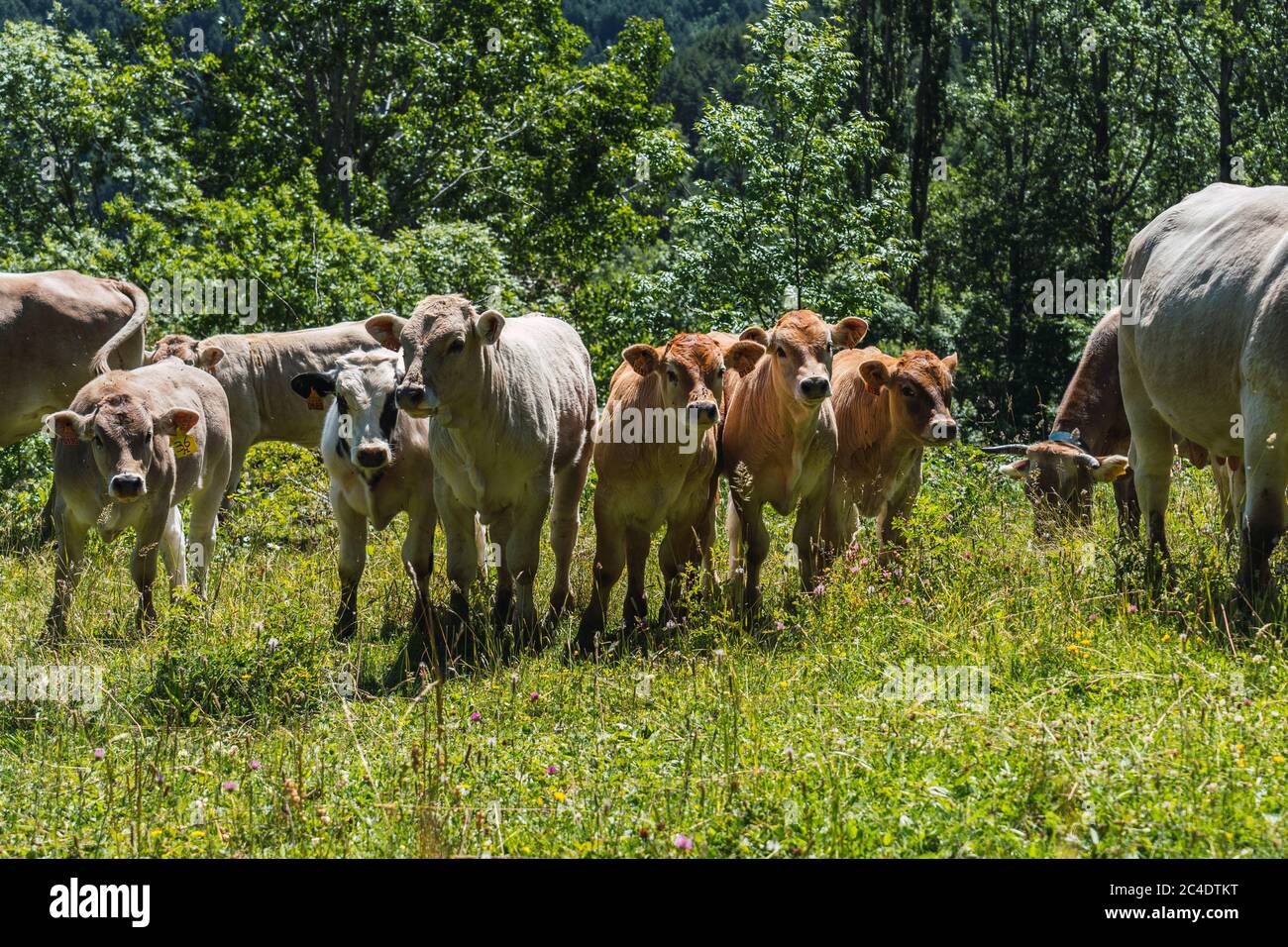 Six cows hi-res stock photography and images - Alamy