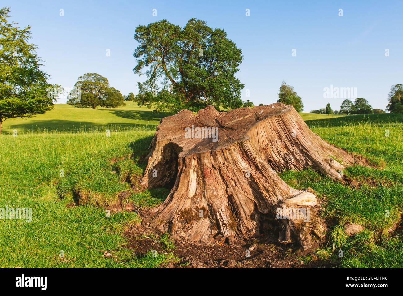 close up of a Large tree stump in Dallam Park Milnthorpe Stock Photo ...