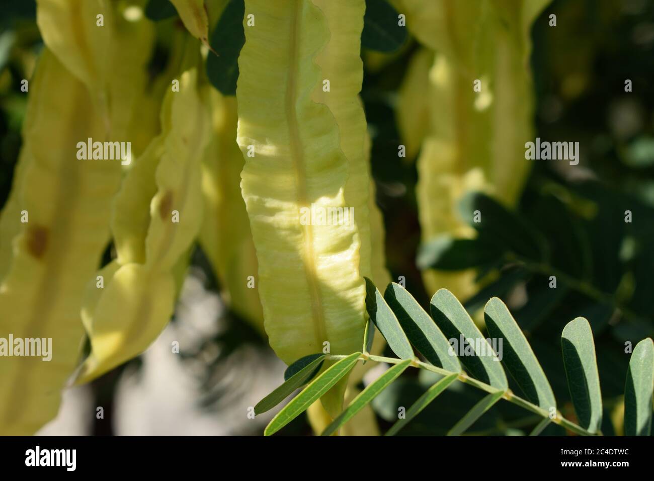 Yellow Pods Growing on a Tree in Turkey Stock Photo - Alamy