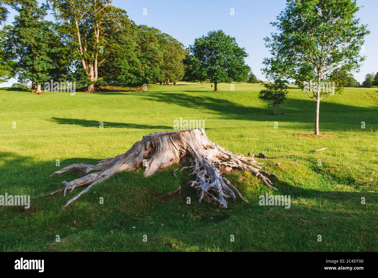 close up of a Large tree stump in Dallam Park Milnthorpe Stock Photo ...
