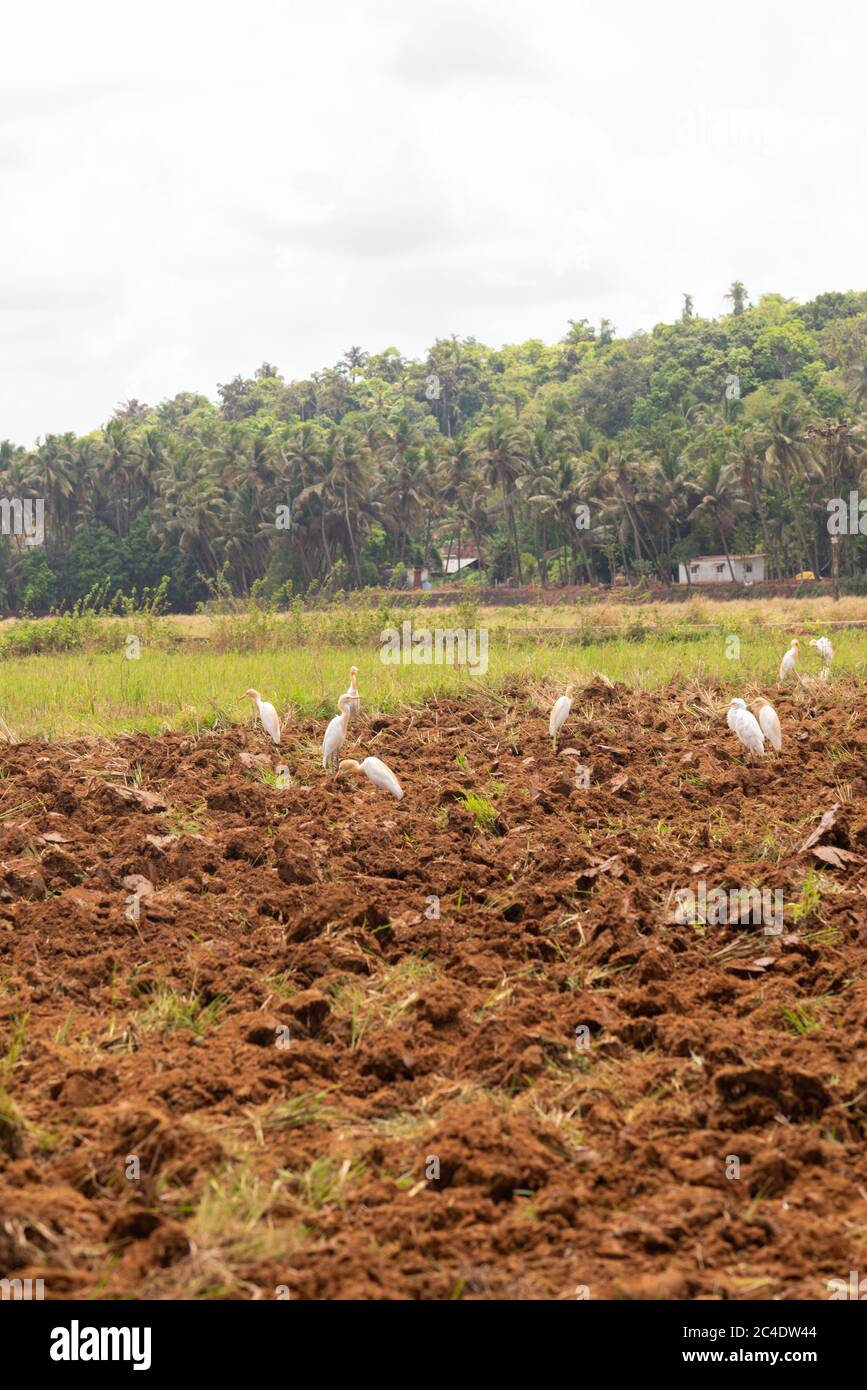 SOUTH GOA, INDIA - May 20, 2020: Agricultural Landscape view in Goa ...
