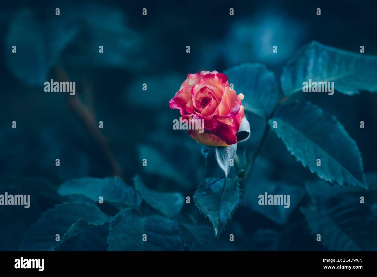Beautiful rose flower with blur background in blue filter color Stock ...