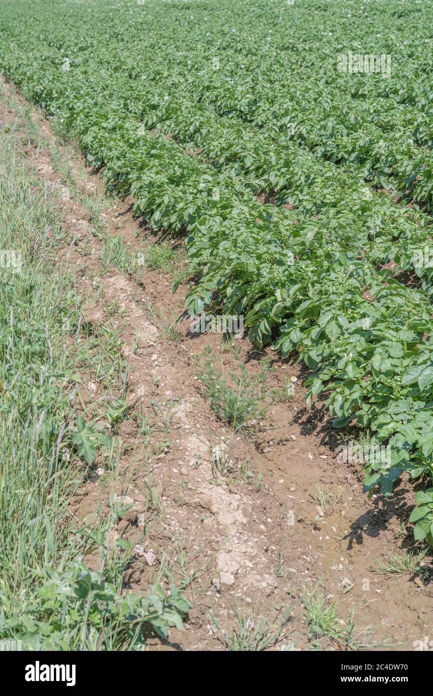 Edge of potato crop / potato field edge in UK. For UK potato growers ...