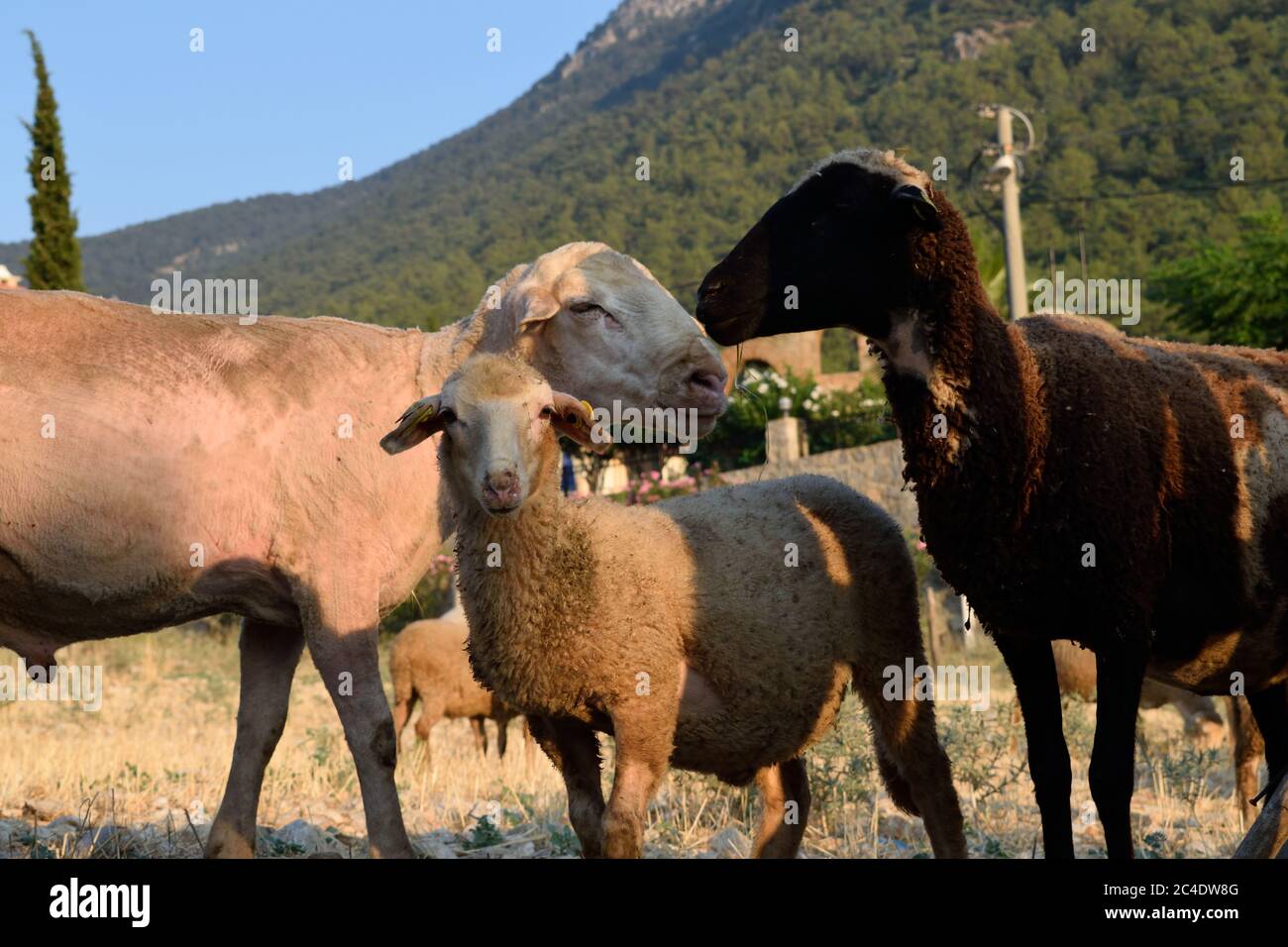 Domestic Cattle Turkey High Resolution Stock Photography and Images - Alamy