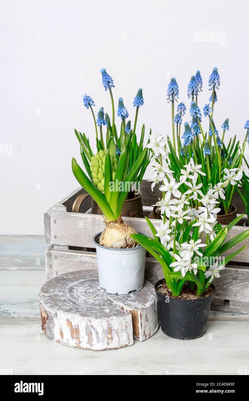 Spring flowers on wooden table, white background. Garden hobby Stock ...