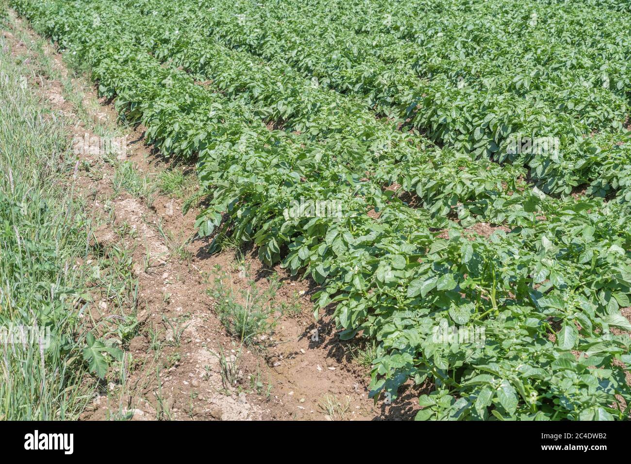 Edge of potato crop hi-res stock photography and images - Alamy