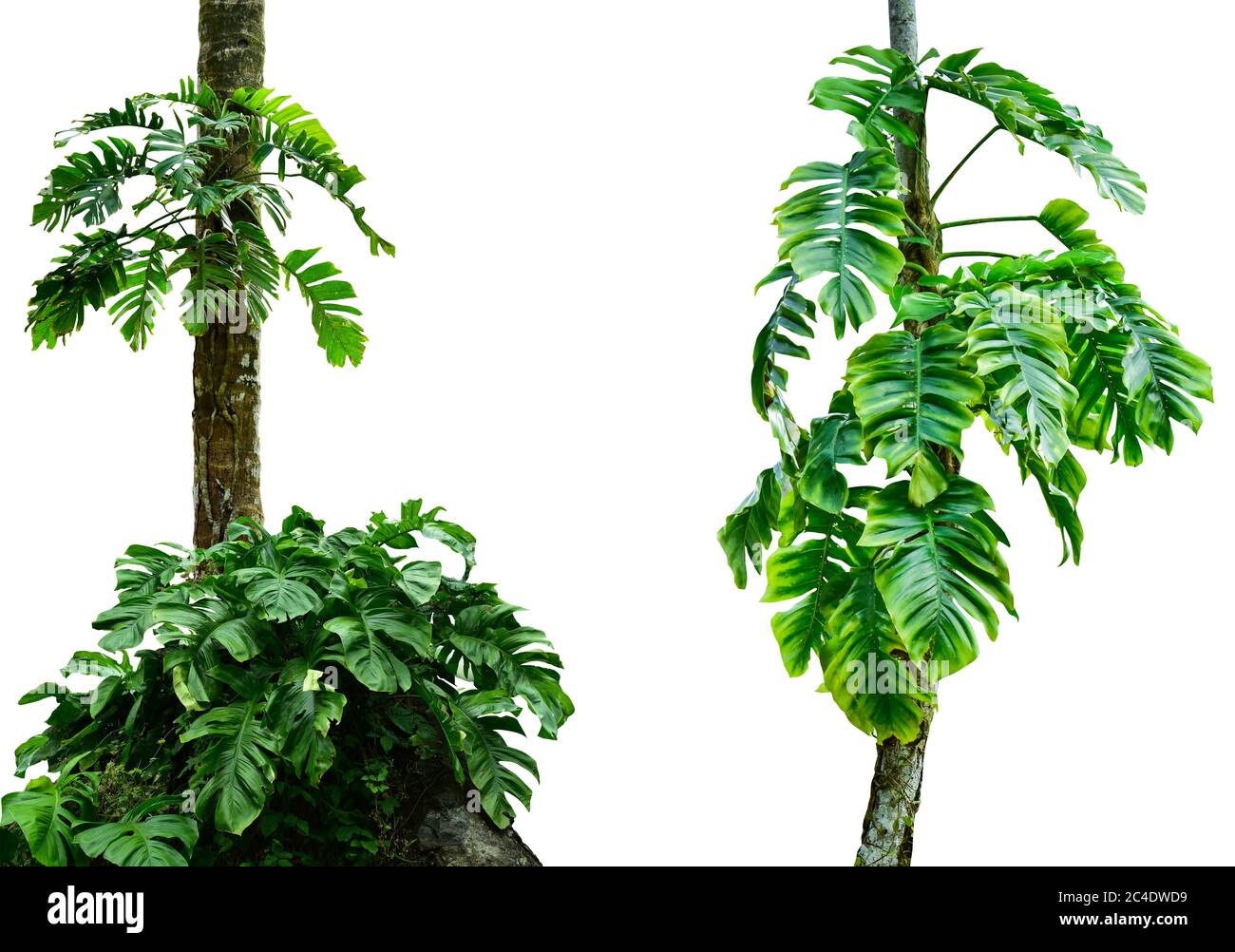 Forest tree trunks with monstera leaf, tropical foliage plants, forming ...