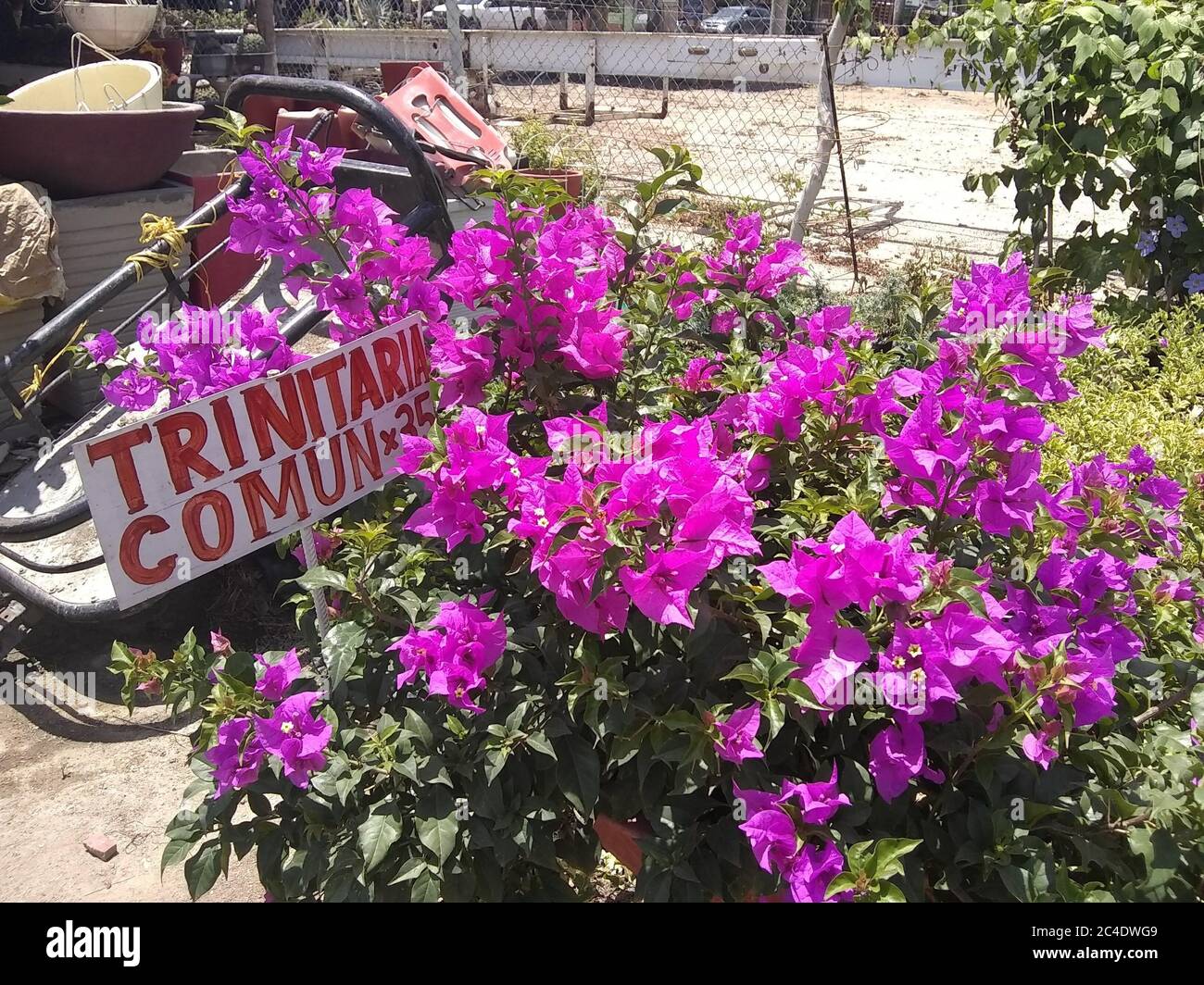 Closeup shot of beautiful Bougainvillea flowers known as trinitaria in ...