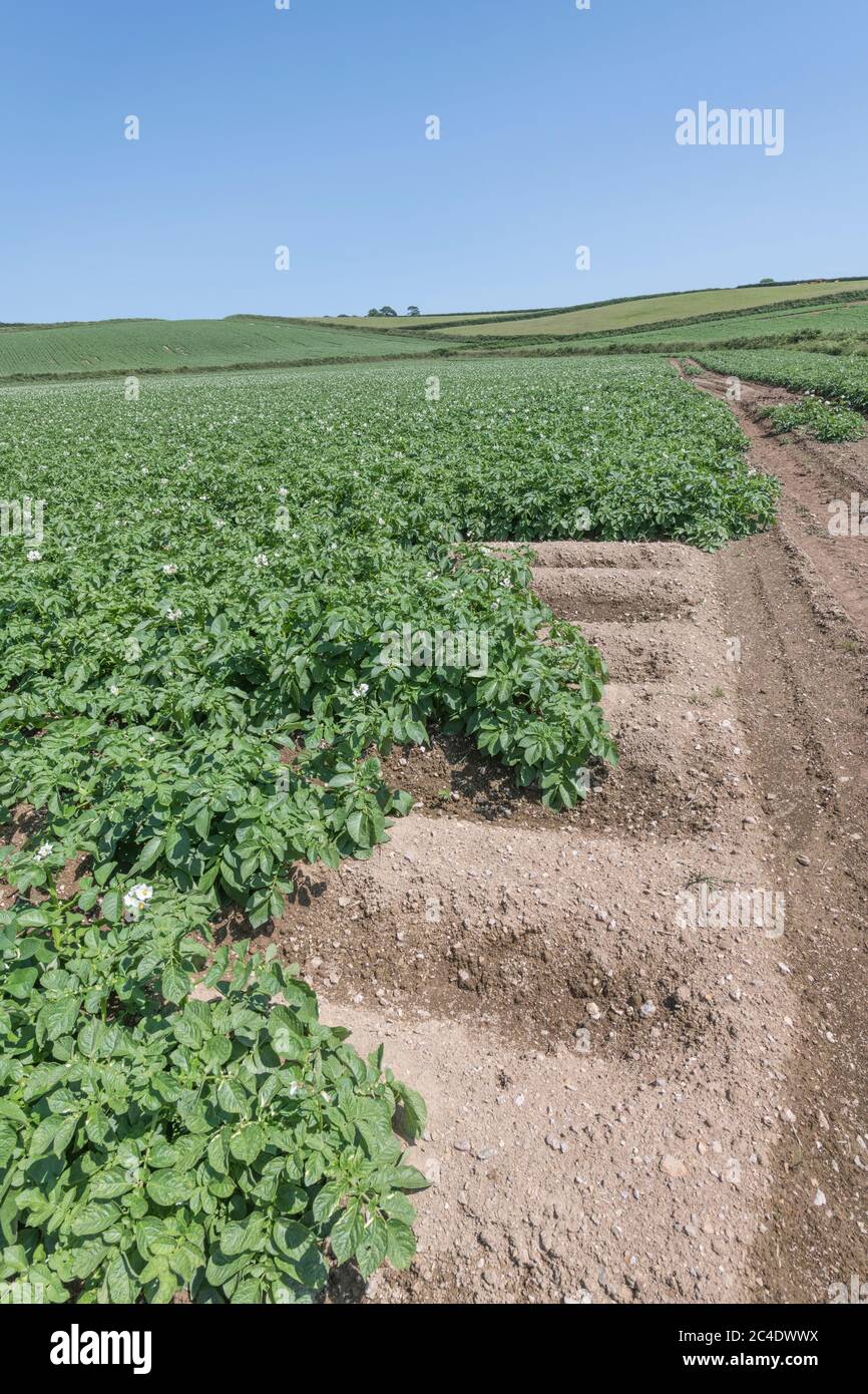 Potato field edge hi-res stock photography and images - Alamy